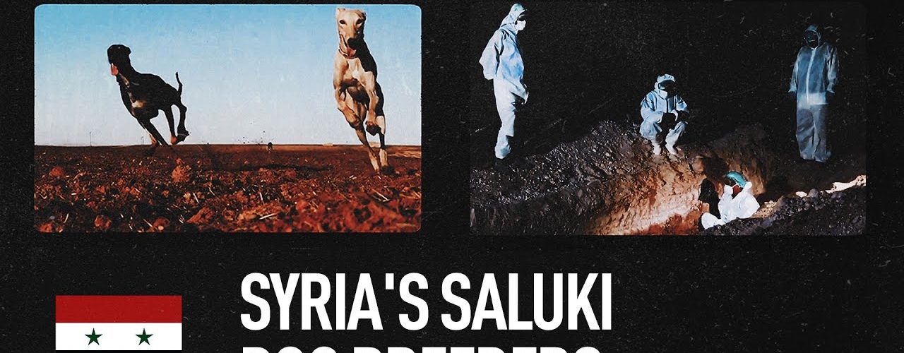 Meet Syria's saluki dog breeders - World News