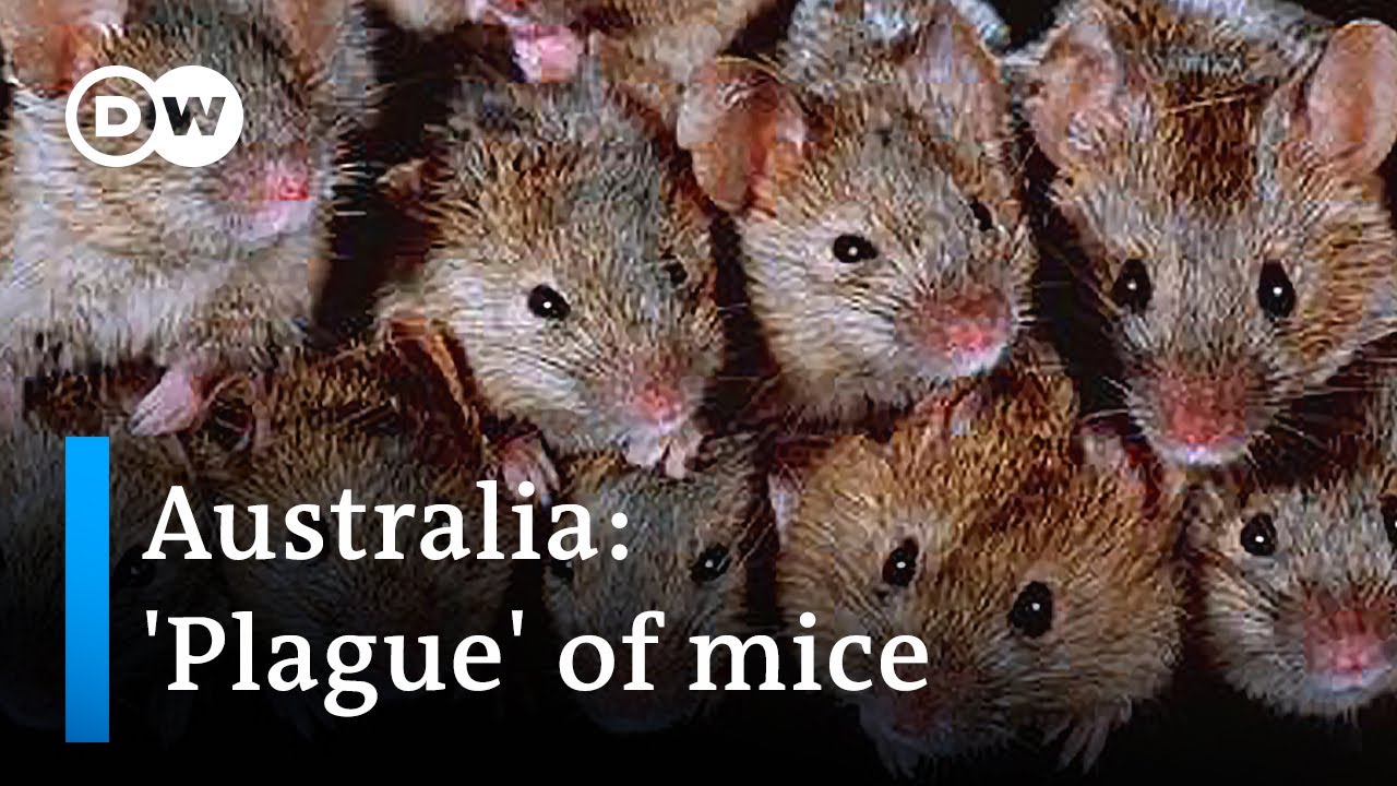 'Plague' of mice ravages New South Wales | DW News - World News