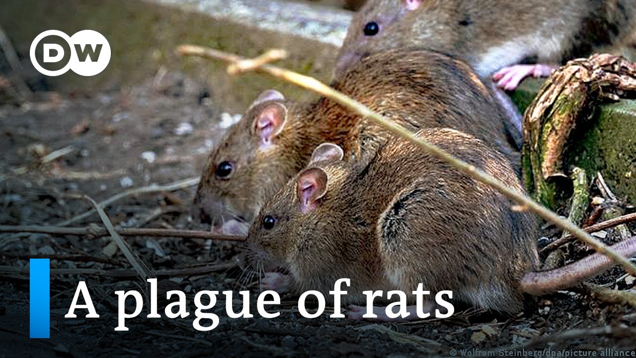 How COVID caused a plague of rats in France | Focus on Europe - World News
