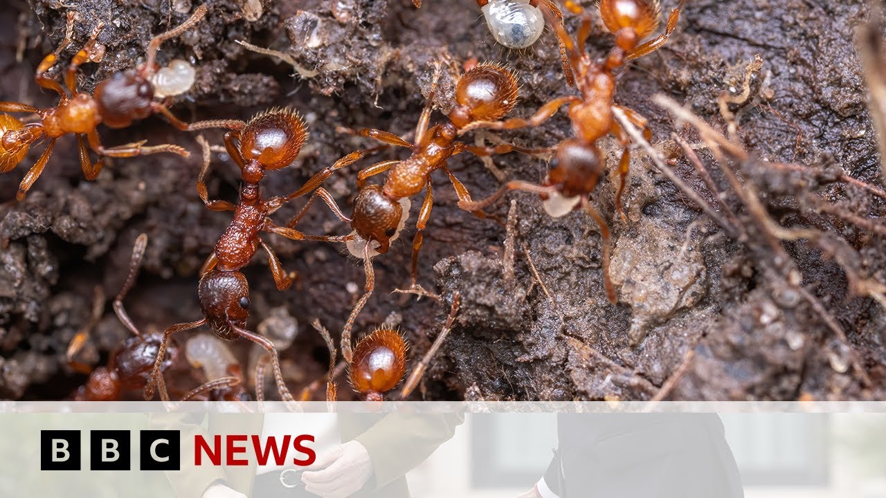 Invasive species of ants will cost Australians more than $22bn if left ...
