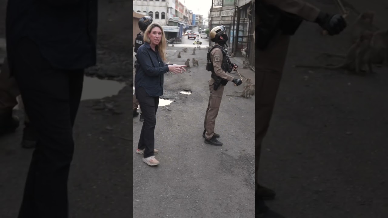 Monkey gangs at war with police as they take over city in Thailand ...