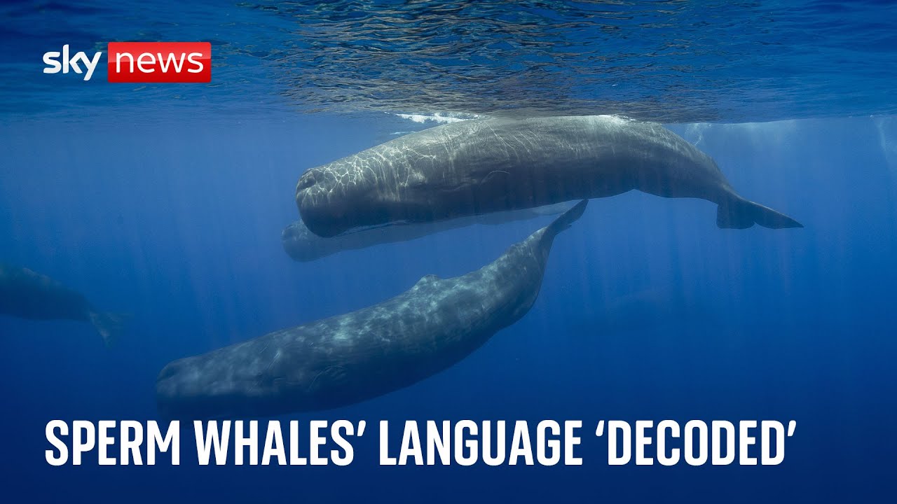 Scientists discover 'phonetic alphabet' of sperm whales - World News