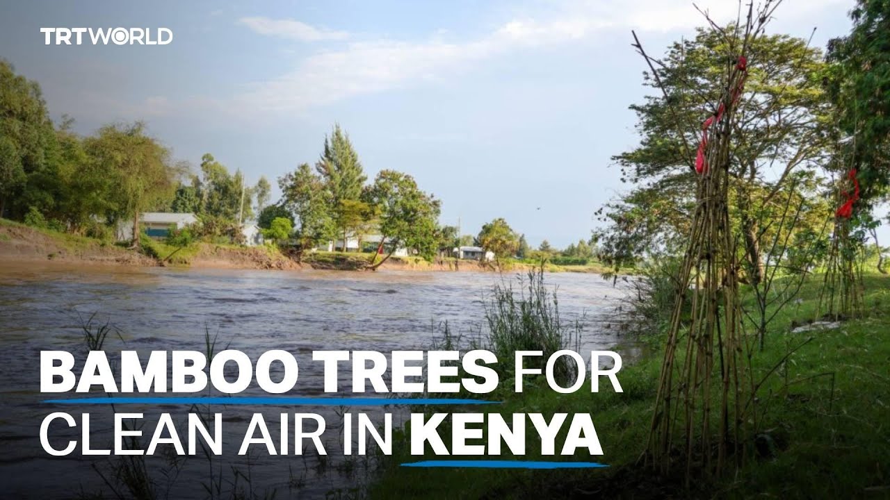 Students in Nairobi plant bamboo trees to improve air quality - World News