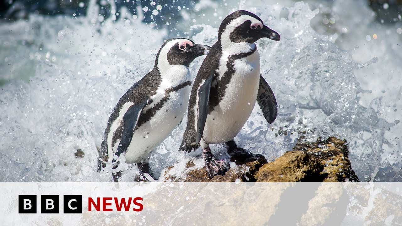 The fight to save the African penguin | BBC News - World News