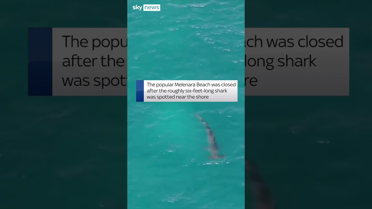 Hammerhead shark spotted near shore - World News