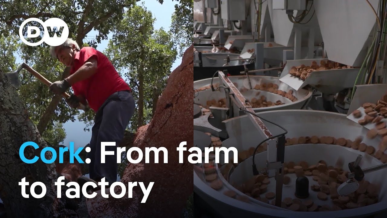 Sustainable cork: How it's harvested and what it can do | Focus on ...