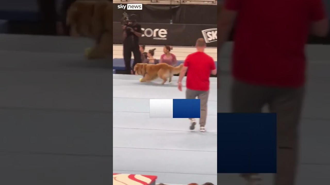 US Gymnastics' dog 'tries out' for the Olympics - World News