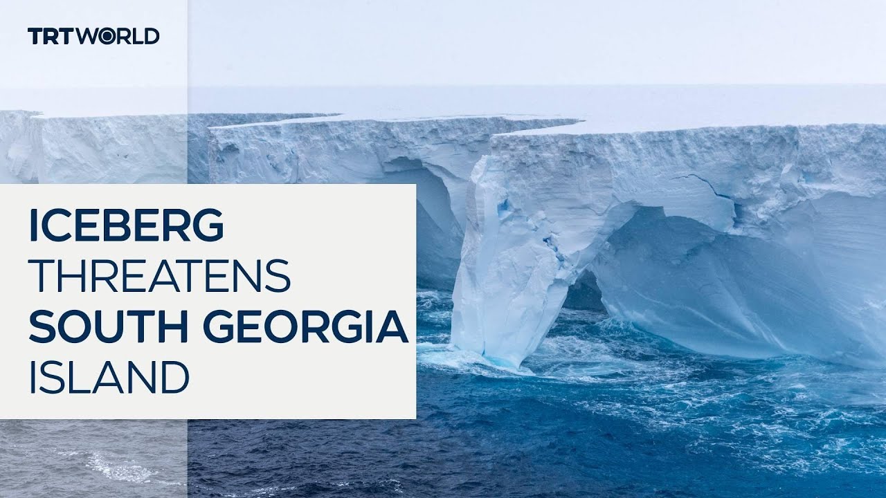 World's largest iceberg threatens South Georgia's wildlife - World News