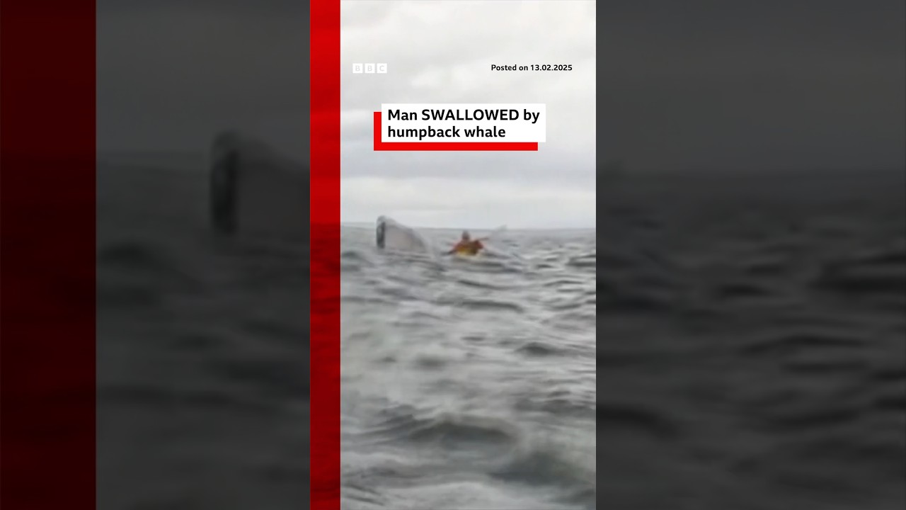 Man briefly swallowed by humpback whale. #Chile #Patagonia #BBCNews ...