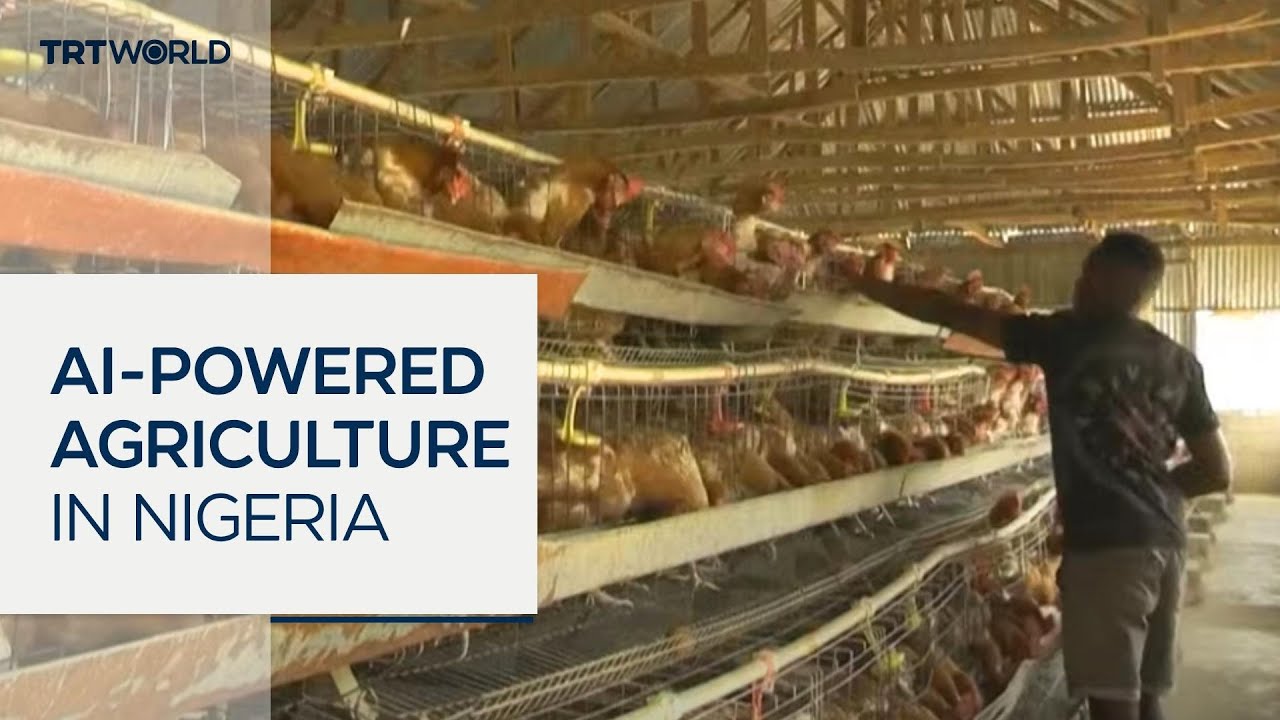AI transforms Nigerian farming, from greenhouse to henhouse - World News