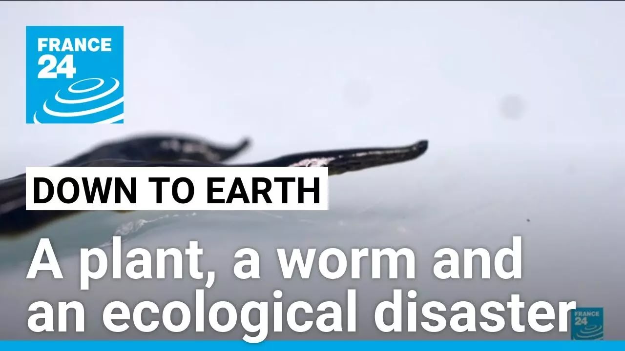 From killer grass to flesh-eating worms: The invasion beneath your feet ...