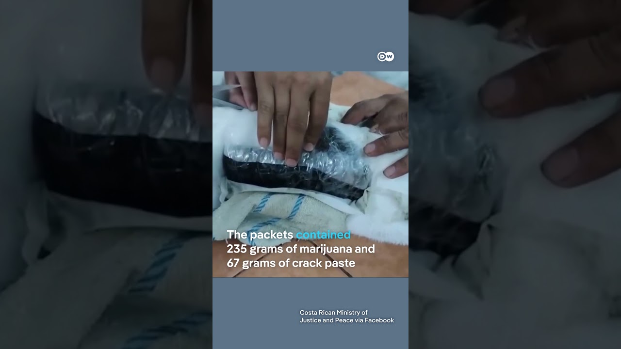 Drug-smuggling cat caught in Costa Rica | DW News - World News