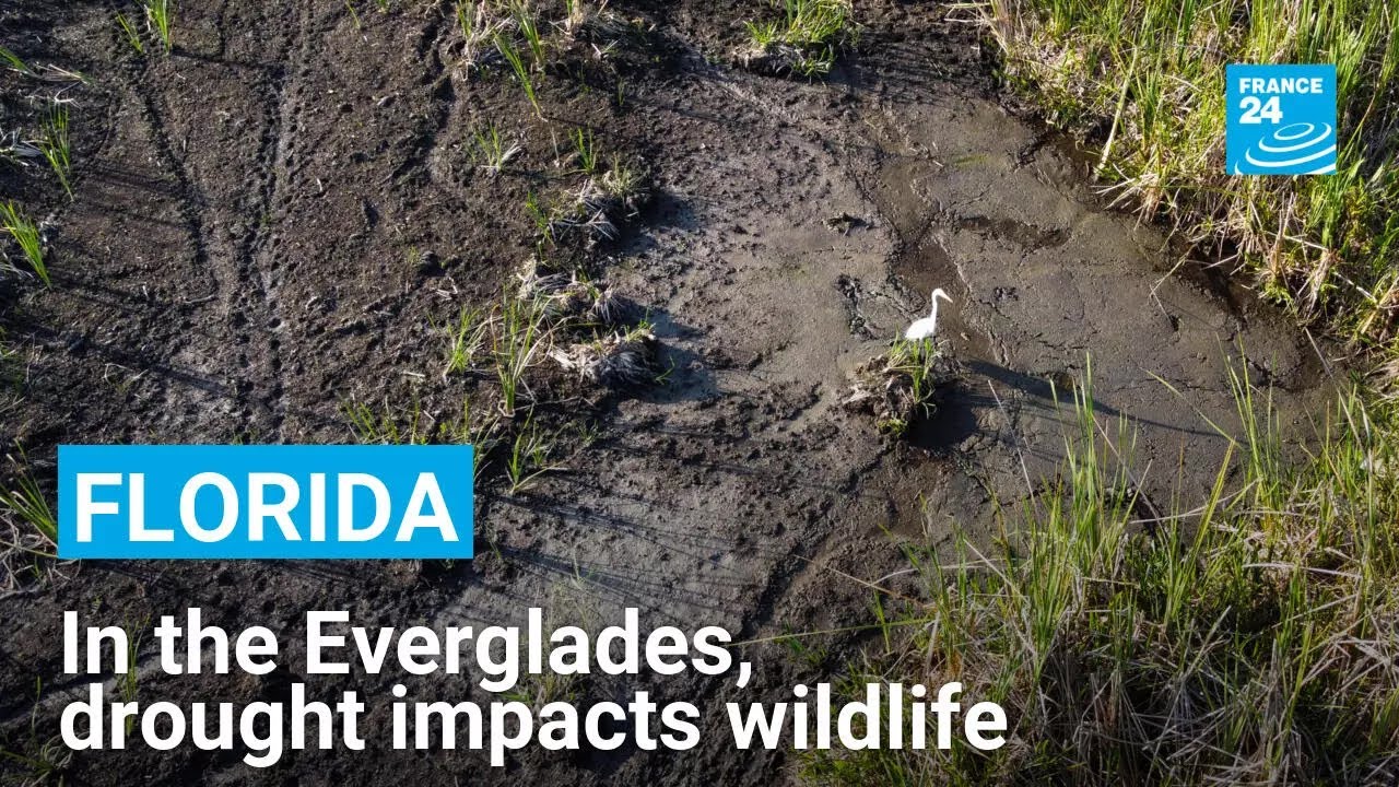 In Florida’s Everglades, severe drought impacts wildlife and tourism ...