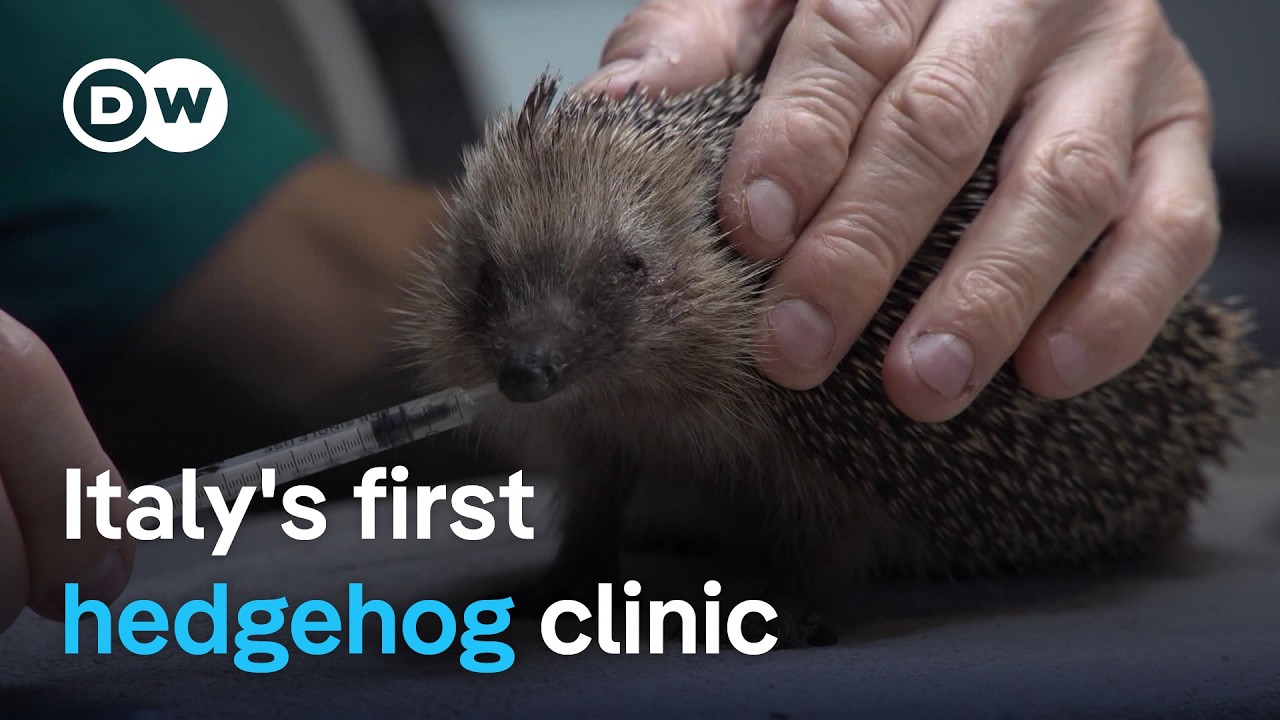 One man's mission to save Europe's hedgehogs | Focus on Europe - World News
