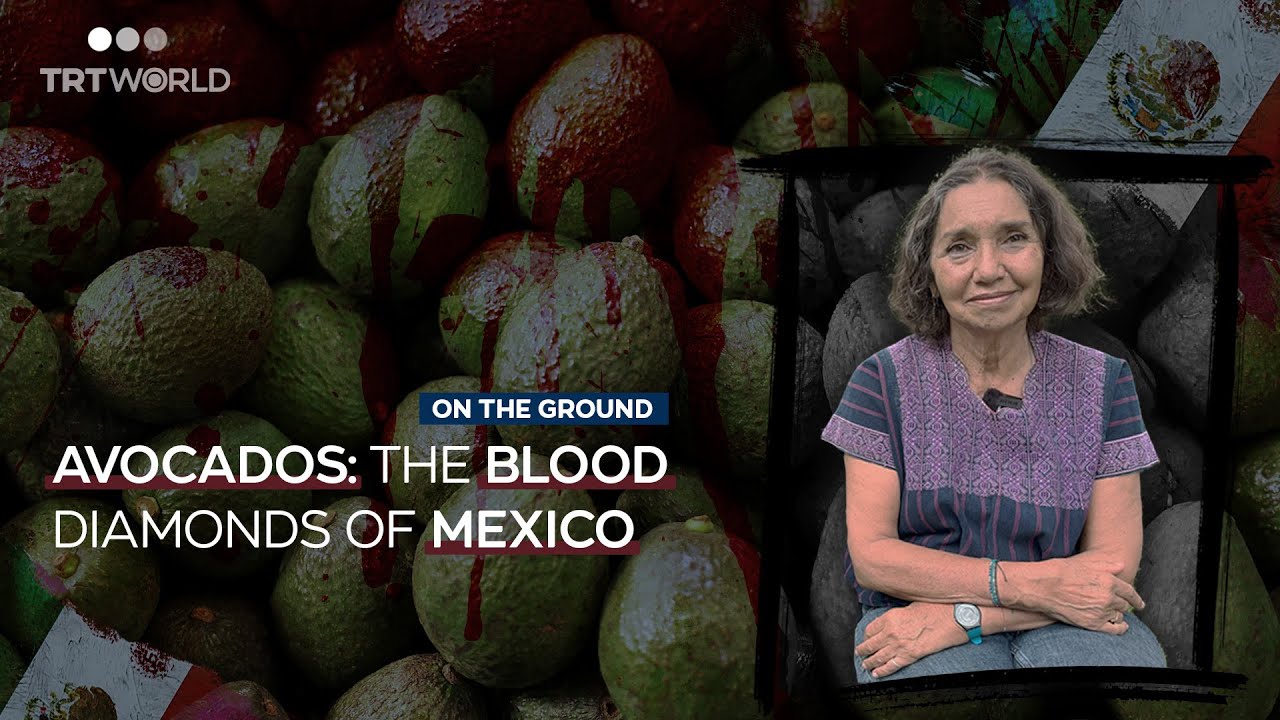 ‘Blood avocados’: What supermarkets won’t tell you - World News