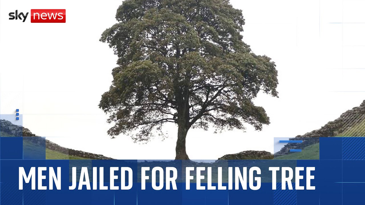 Men who cut down Sycamore Gap tree jailed - World News