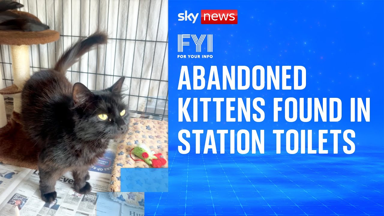 FYI: Why are cats being abandoned in the UK? - World News