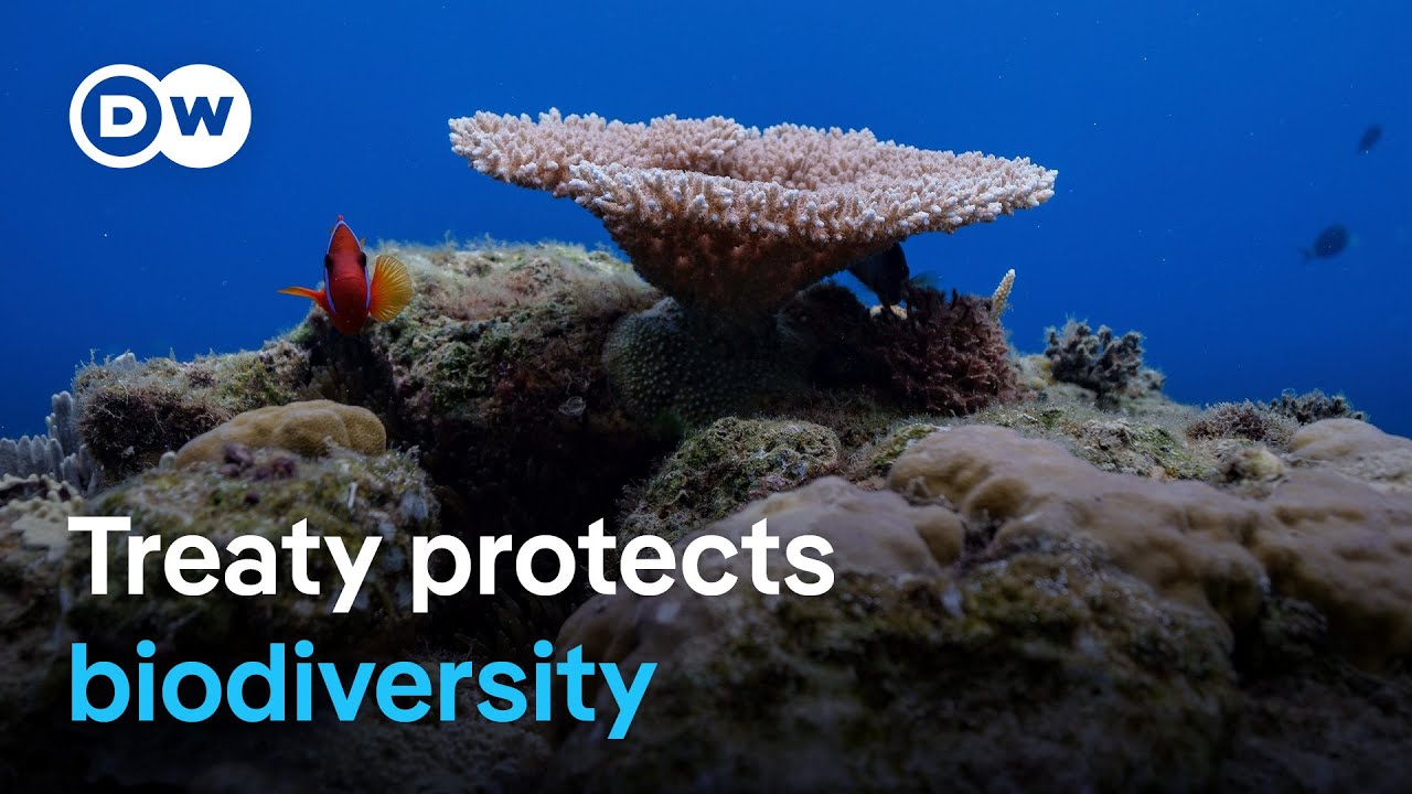 Global high seas protection treaty comes into force | DW News - World News