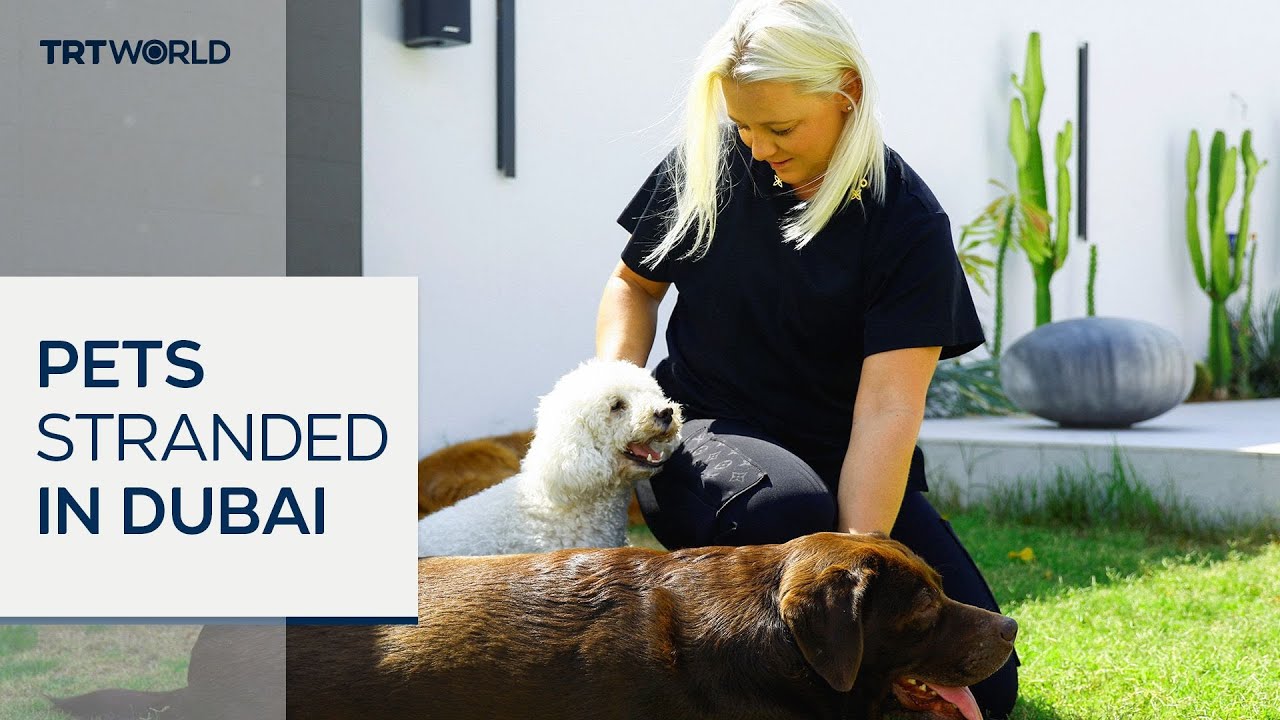 Thousands of pets abandoned in UAE as war drives residents to flee ...