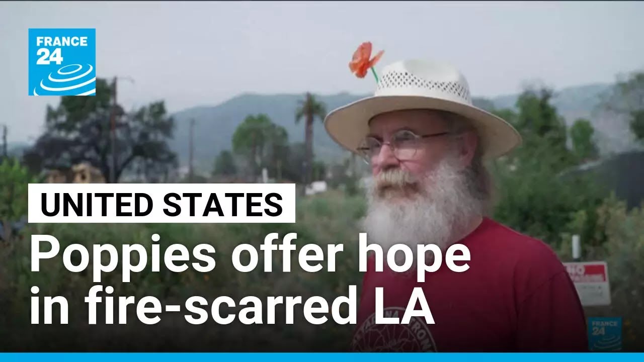 Poppies offer hope in fire-scarred Los Angeles • FRANCE 24 English ...